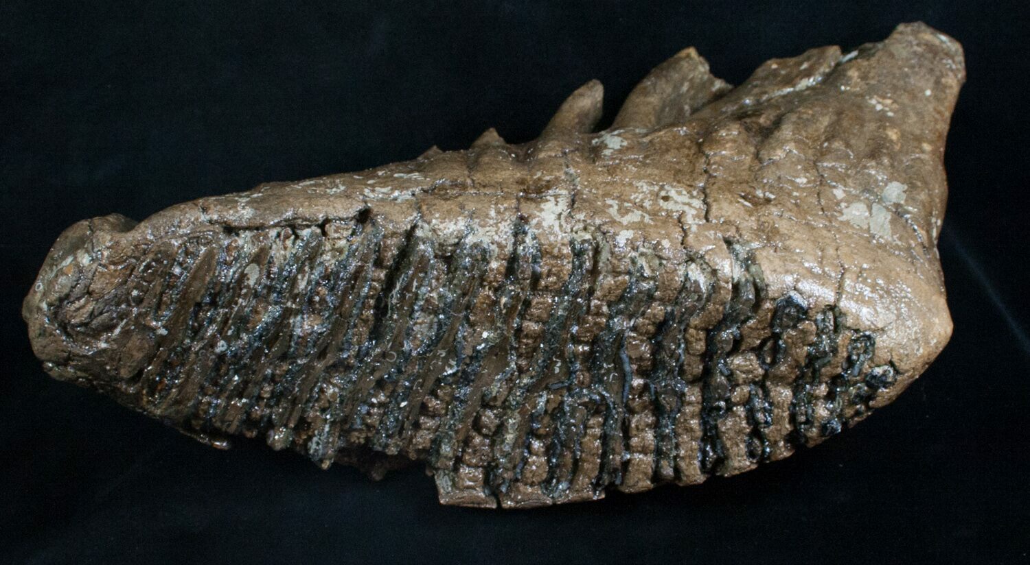 Mammoth - North Sea For Sale - FossilEra.com