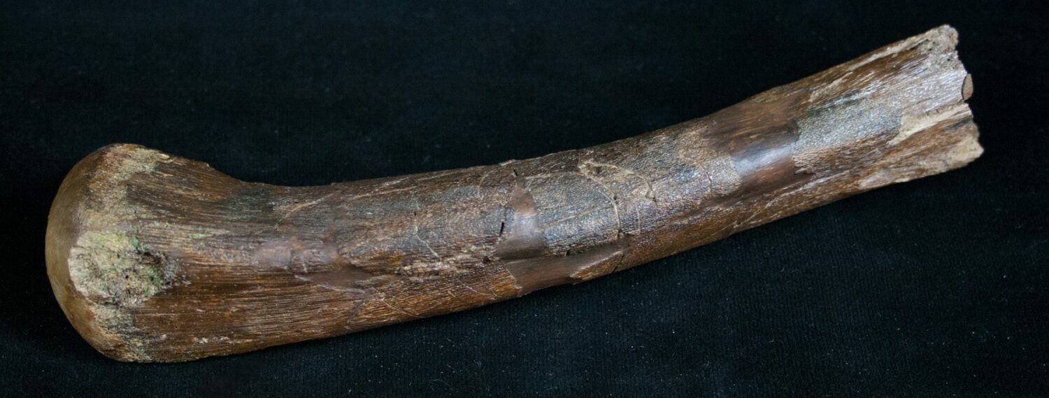 Edmontosaurus (Hadrosaur) Hand Bone - Montana For Sale (#8455 ...