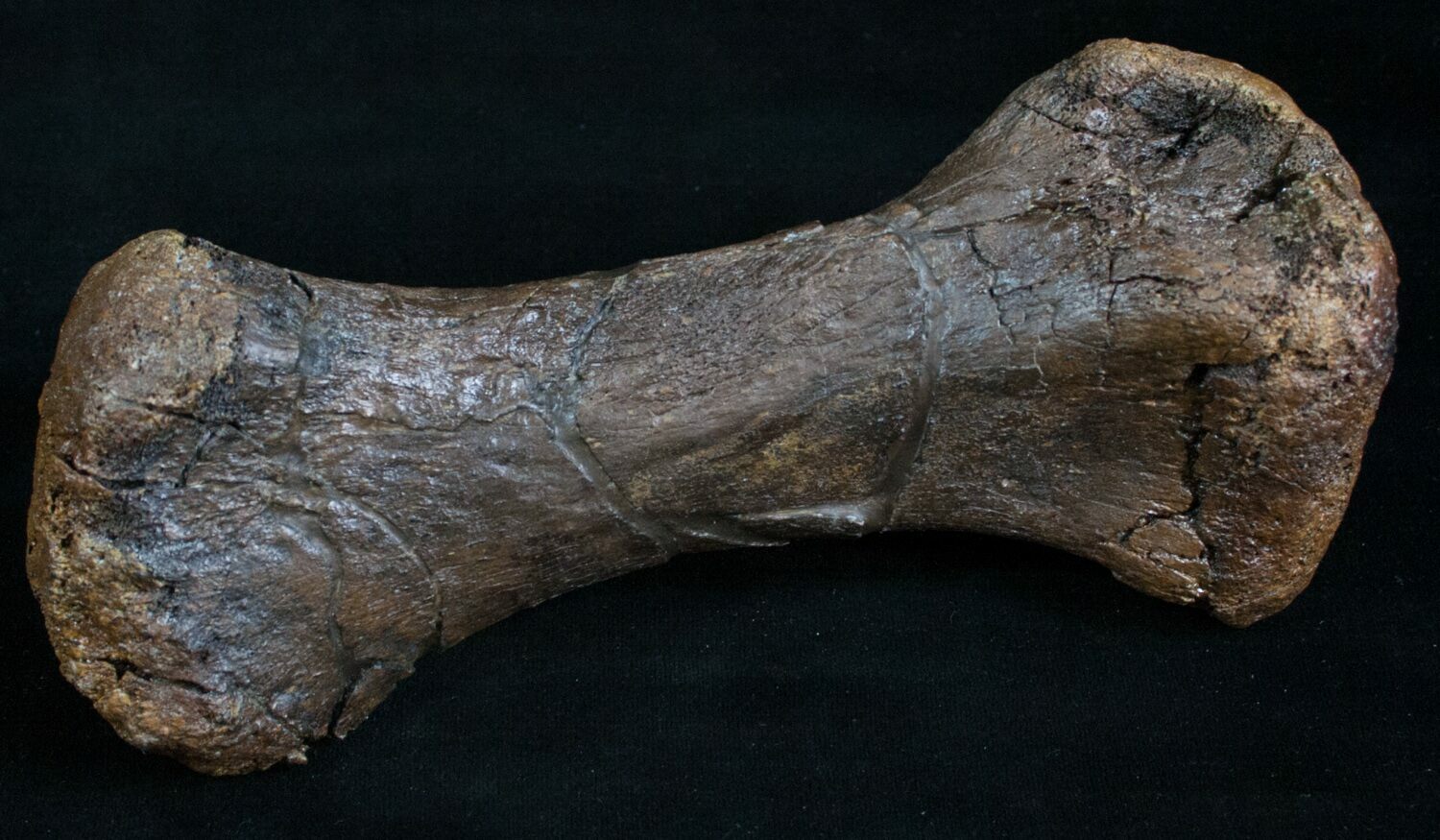 Edmontosaurus (Hadrosaur) Metatarsal - 7" For Sale (#8452) - FossilEra.com