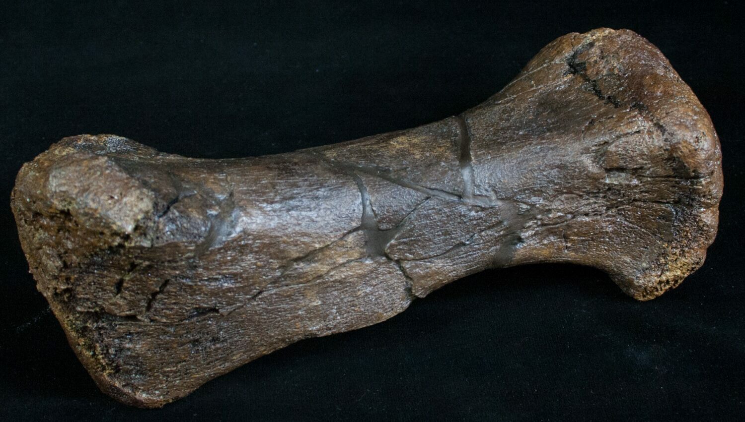 Edmontosaurus (Hadrosaur) Metatarsal - 7" For Sale (#8452) - FossilEra.com