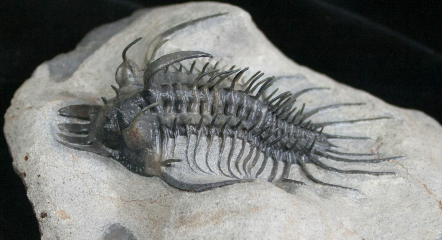 Rare Alien Looking Quadrops Trilobite - 2.8" For Sale (#8534 ...