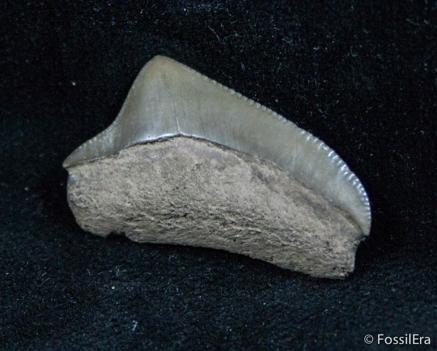 Fossil Squalicorax Tooth - North Carolina For Sale (#1429) - FossilEra.com
