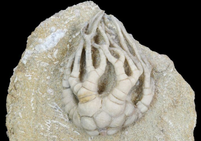 1.1" Crinoid (Cyathocrinites) Fossil - Crawfordsville, Indiana For Sale ...