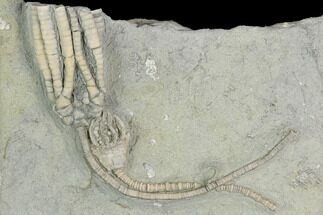Onychocrinus & Macrocrinus Crinoid Association - Indiana For Sale ...