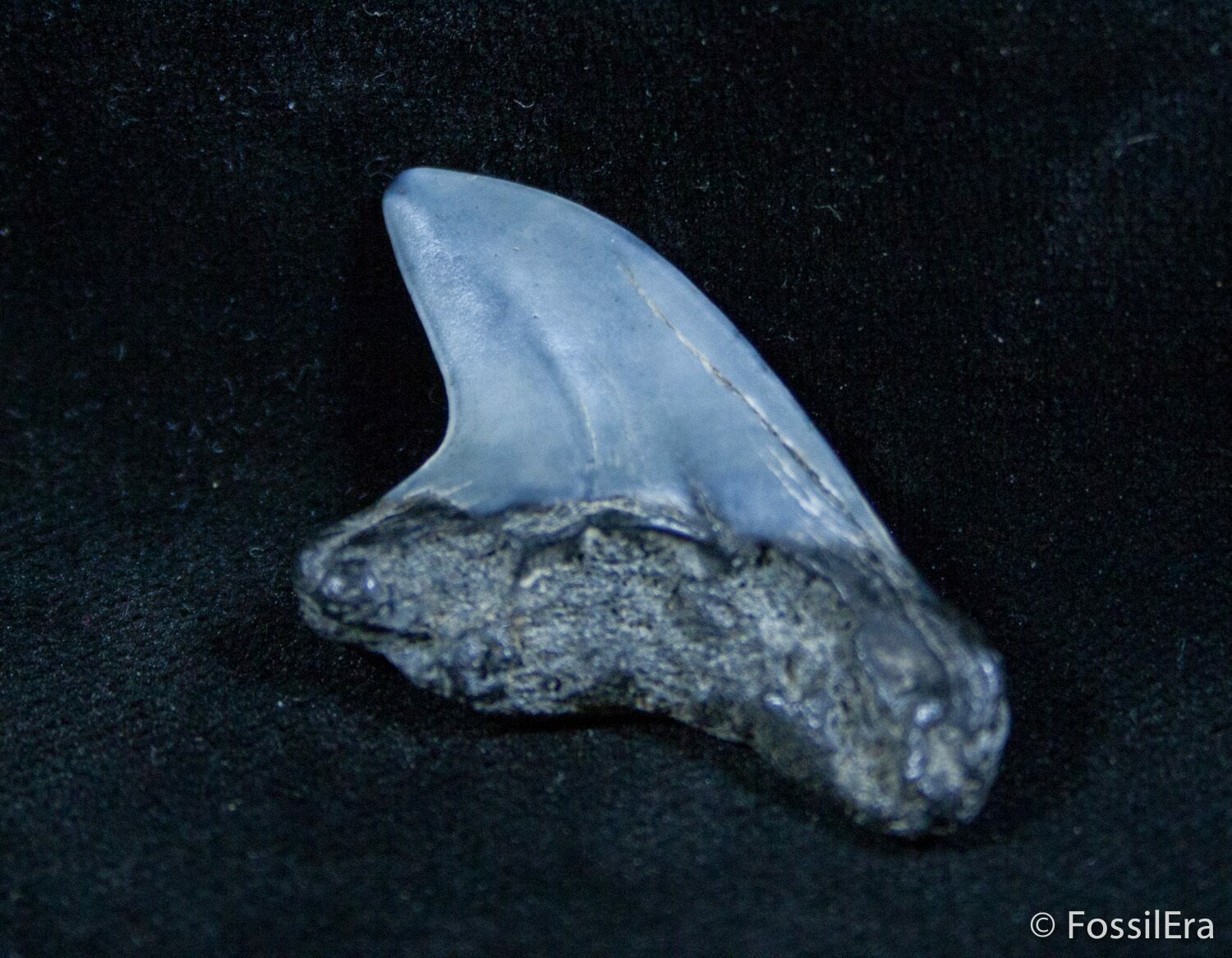 Rare Alopias Grandis Tooth (Giant Thresher Shark) For Sale (#1436 ...