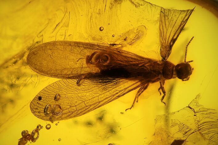 9.6mm Fossil Adult Termite (Isoptera) In Baltic Amber For Sale (#123322 ...