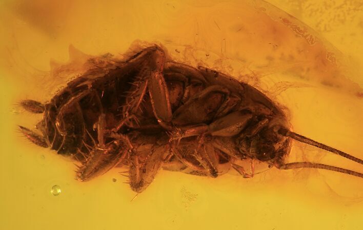 12mm Fossil Cockroach (Blattoidea) In Baltic Amber - Rare! For Sale ...