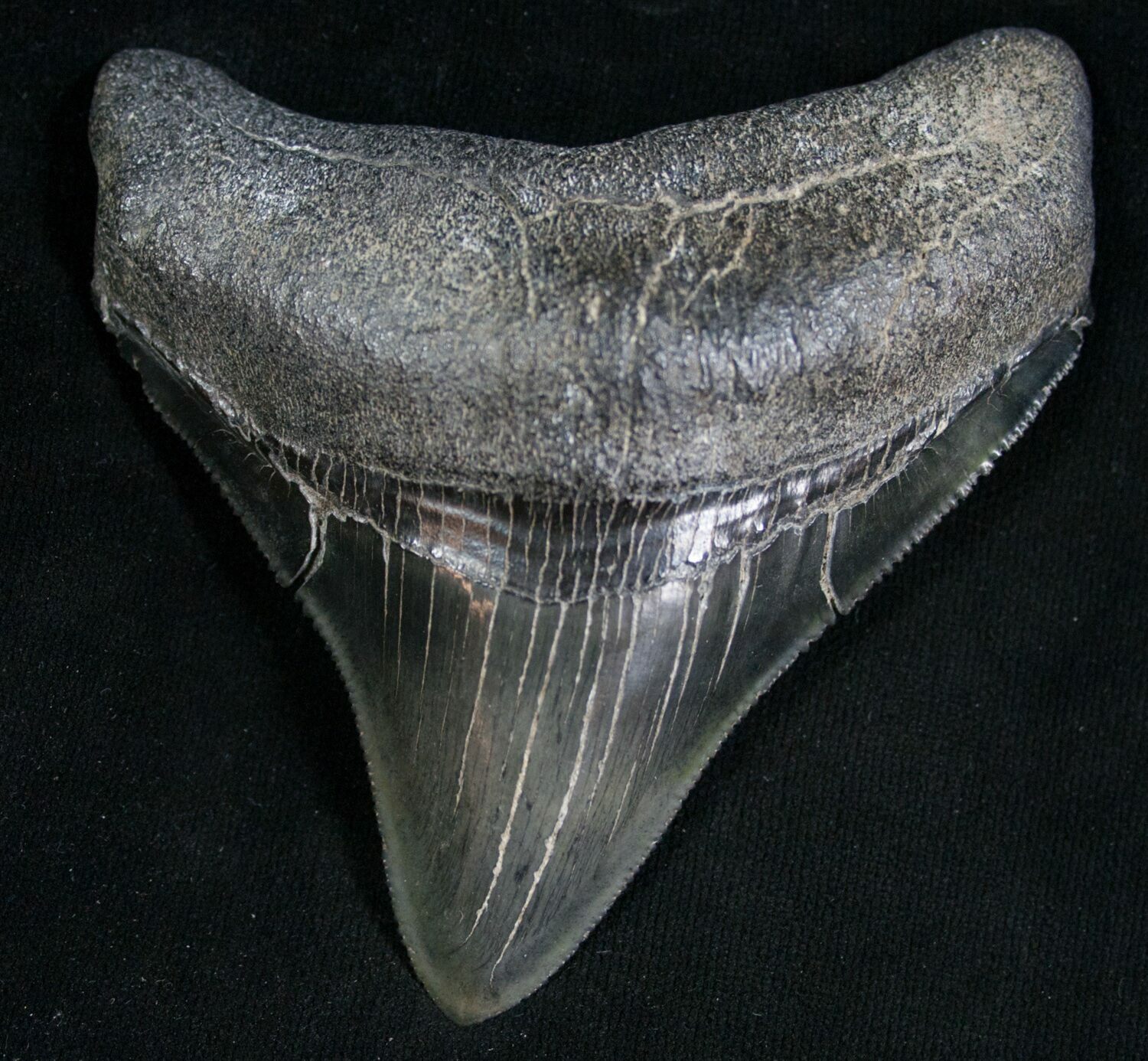Large & Beautiful 3.27" Posterior Megalodon Tooth For Sale (#8634 ...