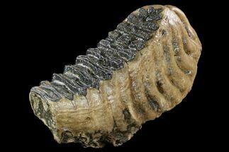 Mammal Fossils For Sale - FossilEra.com