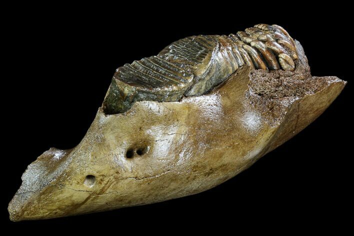 17.2" Woolly Mammoth Jaw Section - Germany For Sale (#123609 ...