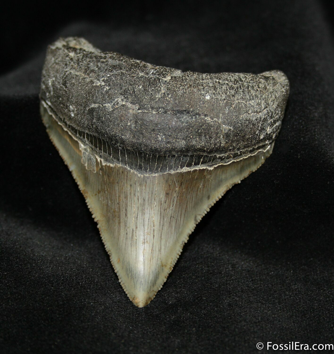 Collector Quality Posterior Meg Tooth - Venice, Florida For Sale (#1481 ...