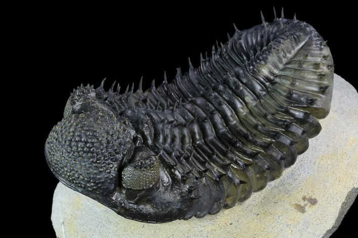 5.15" Spiny Drotops Armatus Trilobite - Top Quality Specimen For Sale ...