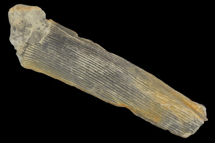 5.4" Pennsylvanian Horsetail (Calamites) Fossil - Kentucky For Sale ...