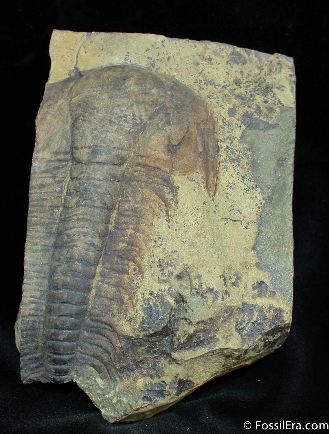 Paradoxides Gracilis Trilobite - Czech Republic For Sale (#1487 ...