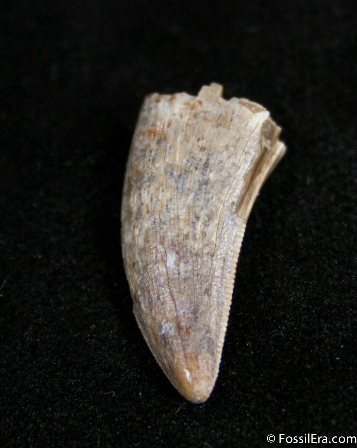 Nice Dromaeosaur/Raptor Tooth From Montana For Sale (#1498) - FossilEra.com