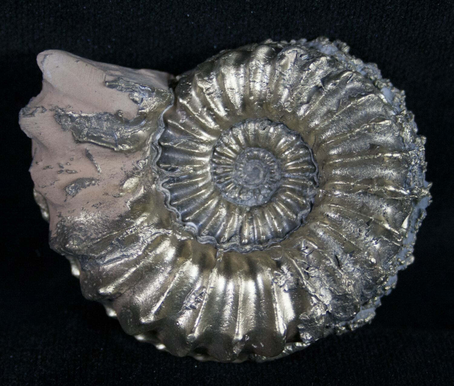 2" Pyritized Pleuroceras Ammonite - Germany For Sale (#9030 ...