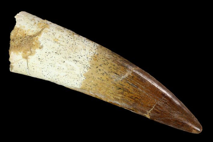 3.38" Spinosaurus Tooth - Real Dinosaur Tooth For Sale (#129321 ...