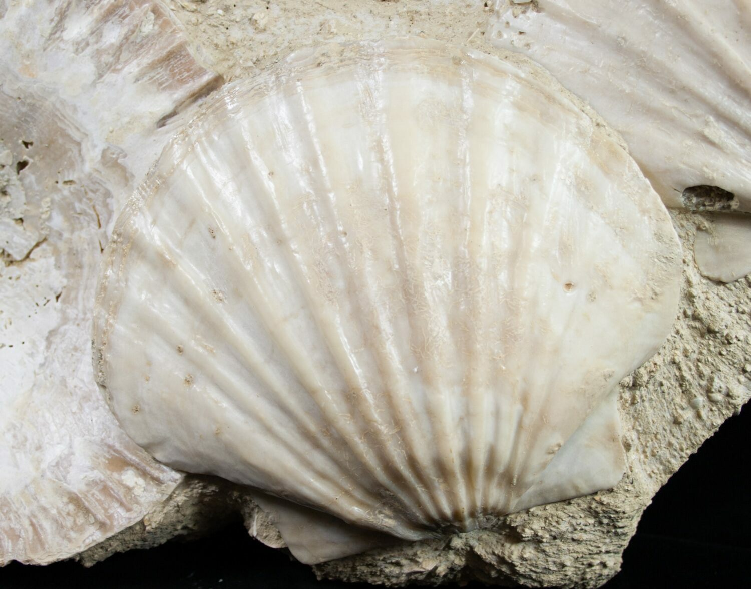 15x10" Miocene Aged Fossil Pectin Plate - France For Sale (#9050 ...