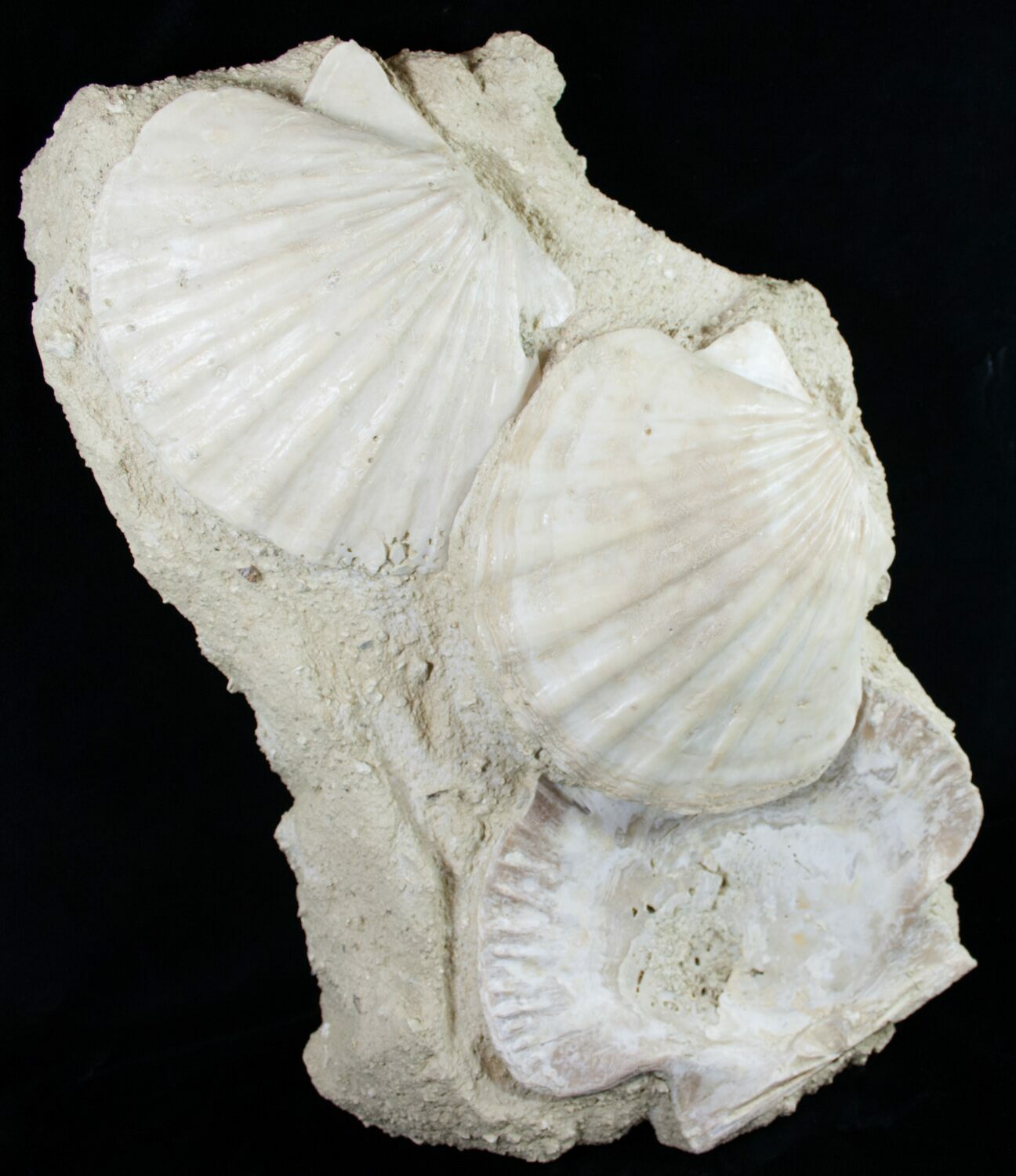 15x10" Miocene Aged Fossil Pectin Plate - France For Sale (#9050 ...