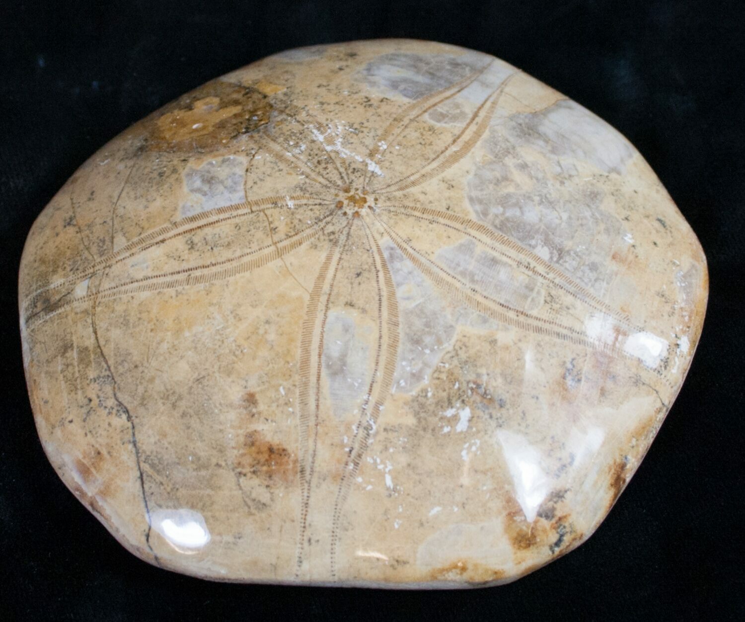 Top Quality Polished Fossil Sand Dollar For Sale (#9052) - FossilEra.com