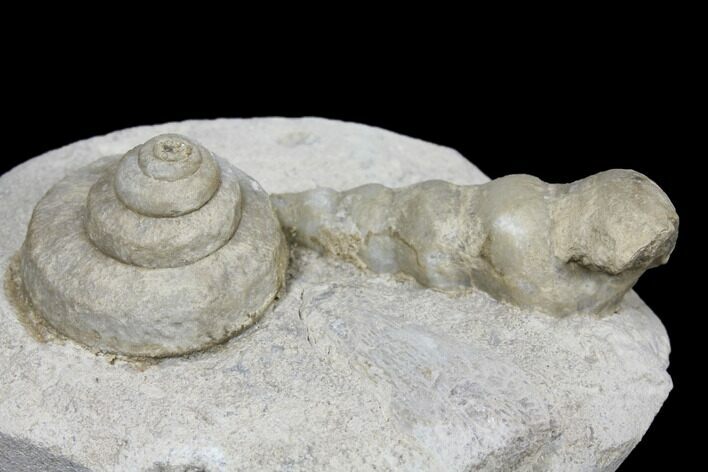 3.4" Plate of Gastropod (Euomphalus & Loxonema) Fossils - Iowa For Sale ...