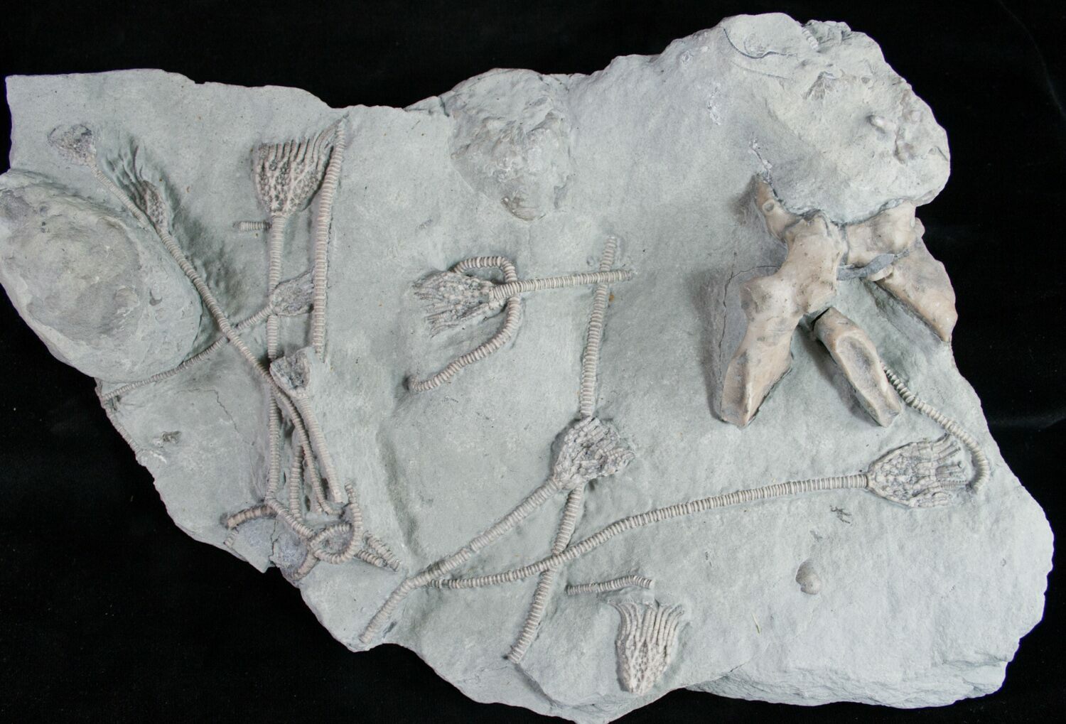 Wonderful Crinoid Plate From Maysville, Kentucky For Sale (#9244 ...