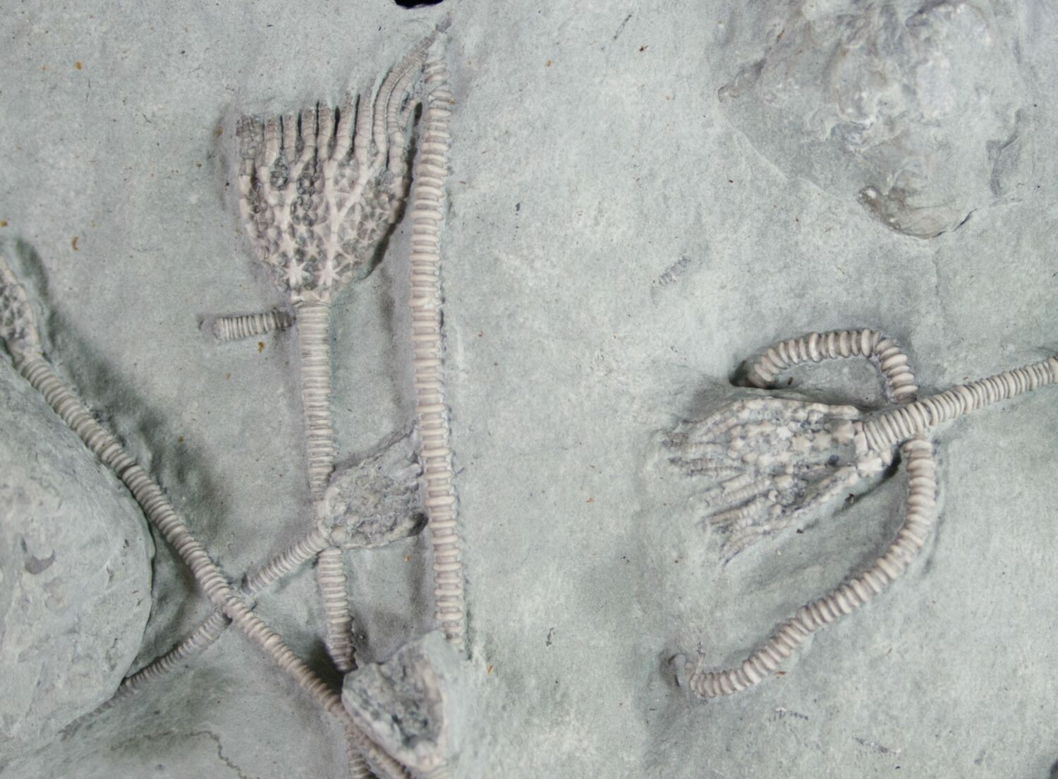 Wonderful Crinoid Plate From Maysville, Kentucky For Sale (#9244 ...