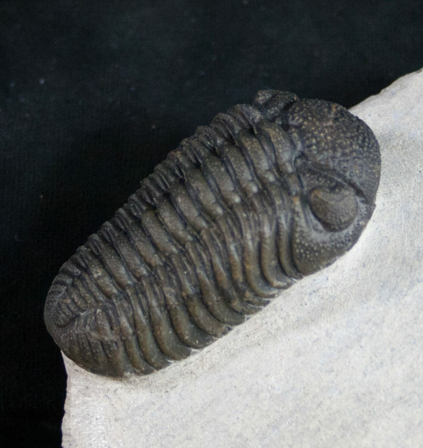 1.87" Phacops Trilobite From Morocco For Sale (#9252) - FossilEra.com