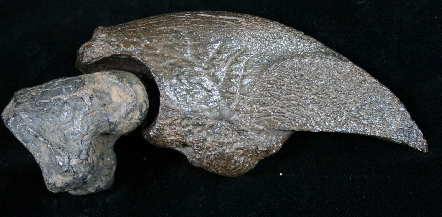 Fossil Giant Sloth Claw - Extremely Well Preserved For Sale (#9353 ...