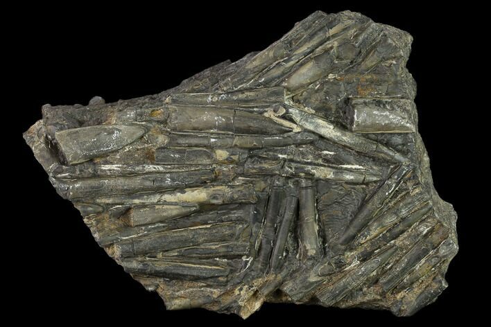 7.4" Plate Of Belemnite Fossils - England For Sale (#131981 ...