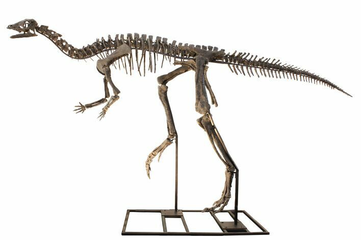 8' 9" Mounted Dryosaurus Skeleton From Colorado - Largest Complete For ...