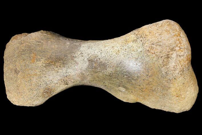 4.7" Fossil Turtle Humerus - Hell Creek Formation For Sale (#133303 ...