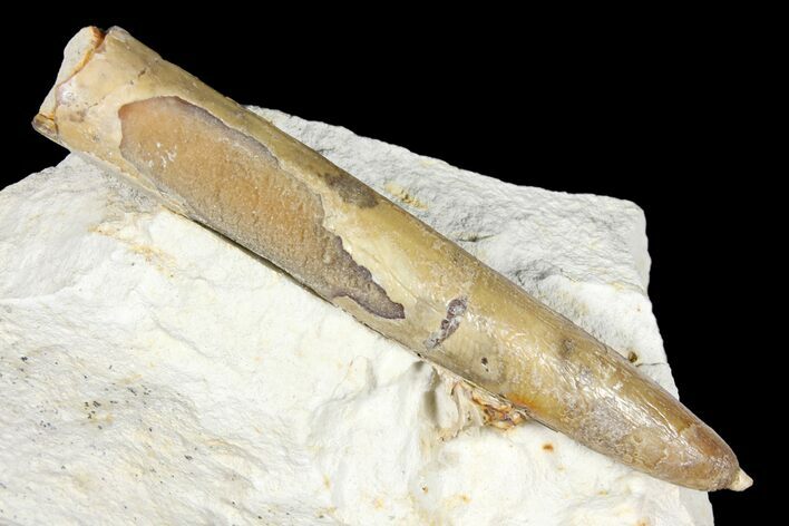 3.2" Belemnite Fossil In Rock - Jedrzejow, Poland For Sale (#134362 ...