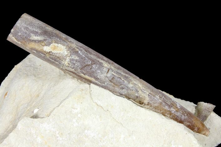 3" Belemnite Fossil In Rock - Jedrzejow, Poland For Sale (#134363 ...