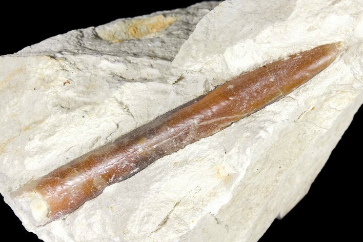 2.8" Belemnite Fossil In Rock - Jedrzejow, Poland For Sale (#134364 ...