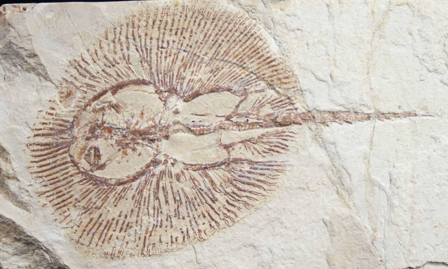 Fossil Ray (Cyclobatis) From Lebanon - 4.45" For Sale (#9442 ...