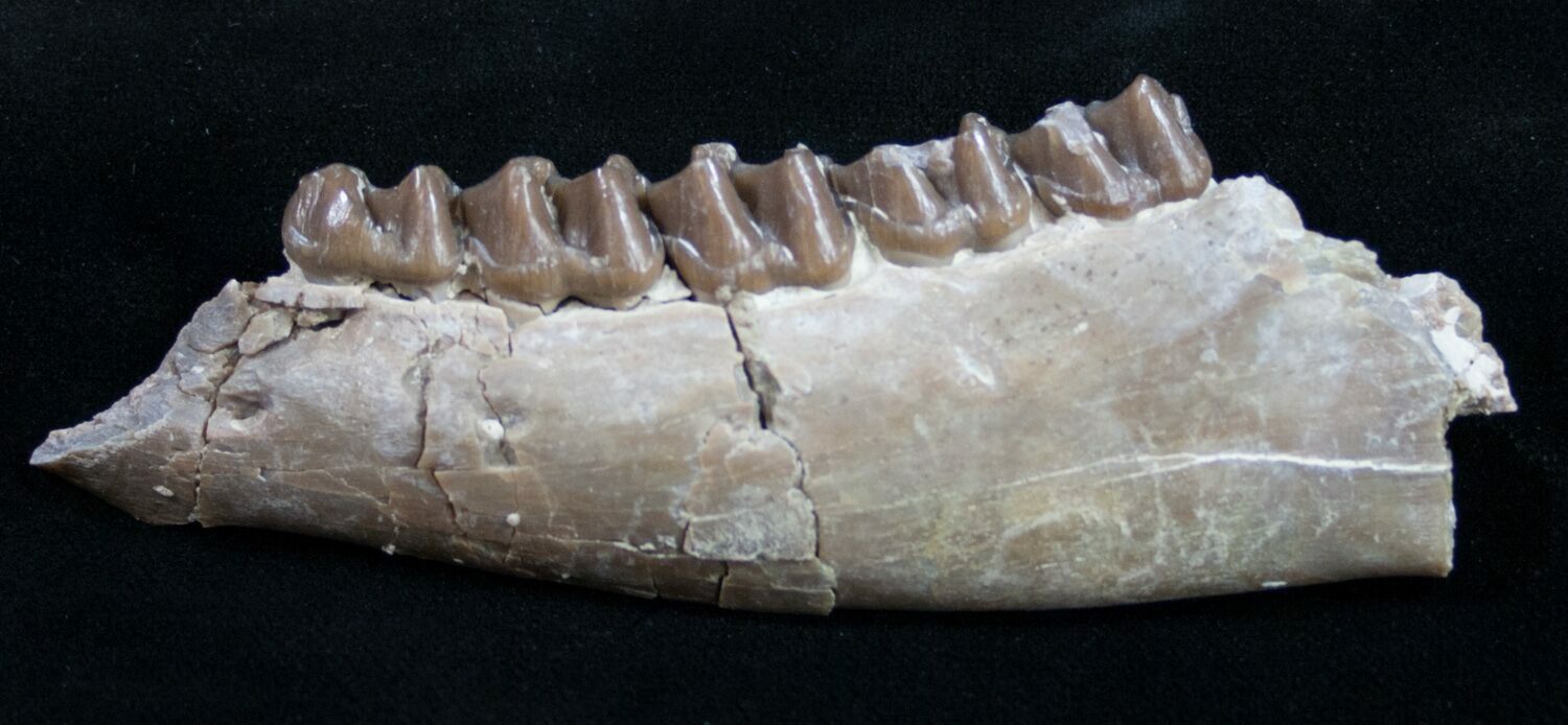 Oligocene Horse (Mesohippus) Jaw Section For Sale (#9443) - FossilEra.com