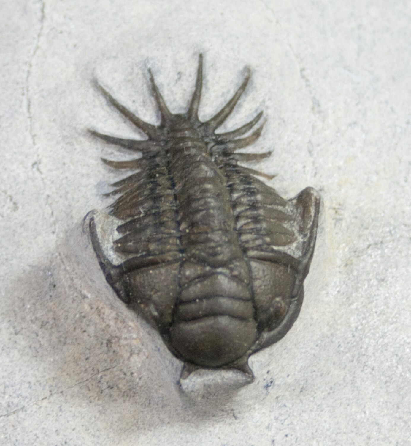Crotalocephalus (Cyrtometopus) Trilobite (Undescribed) For Sale (#9468 ...