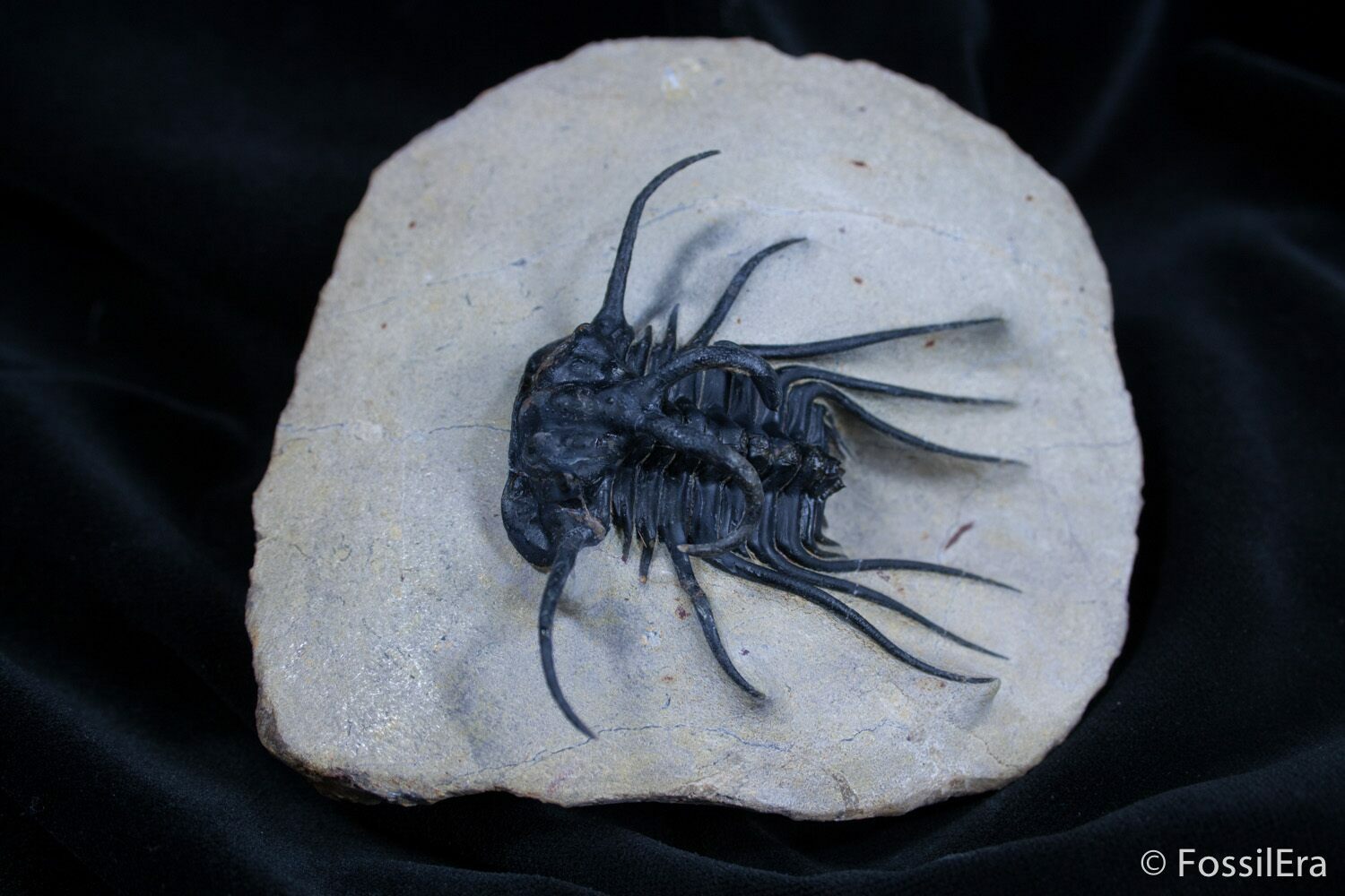 Trilobite - Dicranurus monstrosus - Devonian - Alnif, Morocco [OS ...