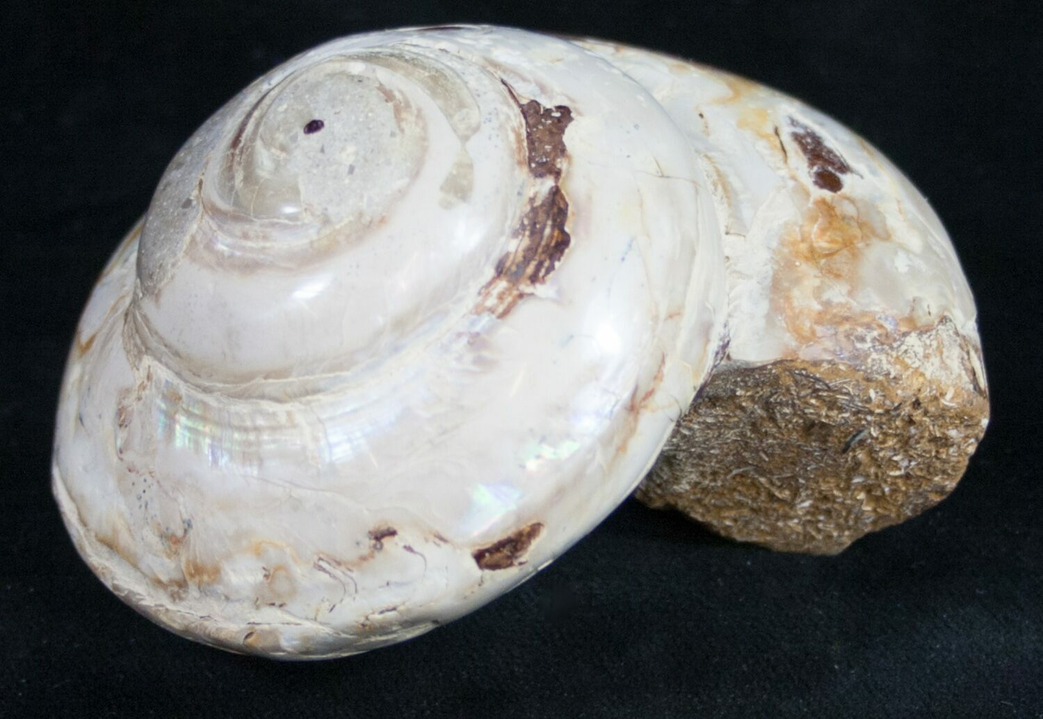 3" Giant Fossil Snail (Pleurotomaria) - Madagascar For Sale (#9542 ...