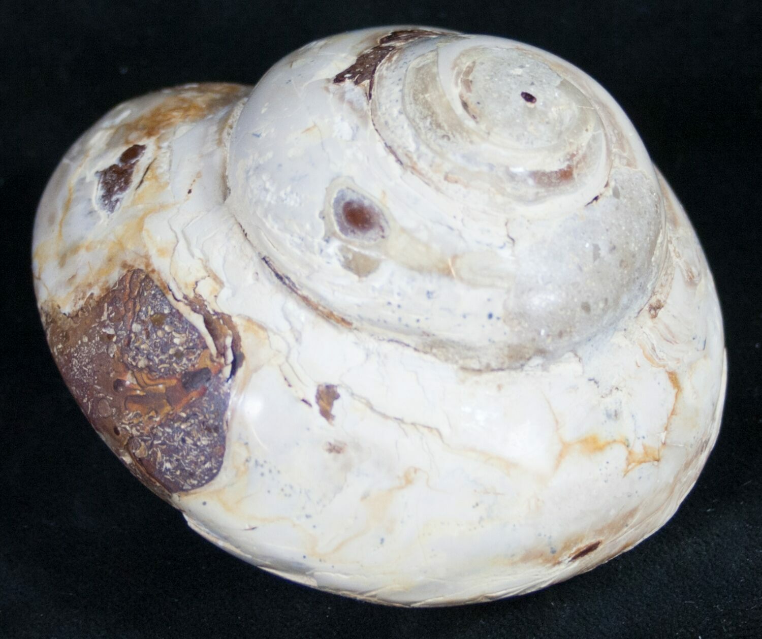 3" Giant Fossil Snail (Pleurotomaria) - Madagascar For Sale (#9542 ...