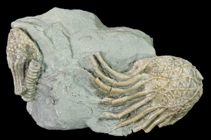 1.55" Crinoid (Glyptocrinus) Fossil - Maysville, Kentucky For Sale ...