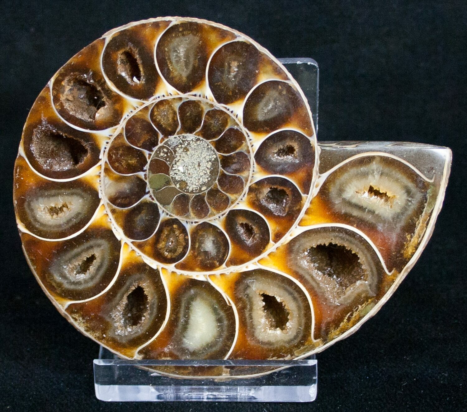 2.95" Desmoceras Ammonite Fossil (Half) For Sale (#9644) - FossilEra.com
