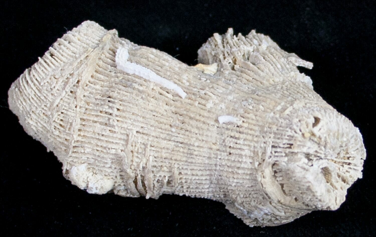 Jurassic Fossil Coral (Thecosmilia) - Germany For Sale (#9652) - FossilEra.com