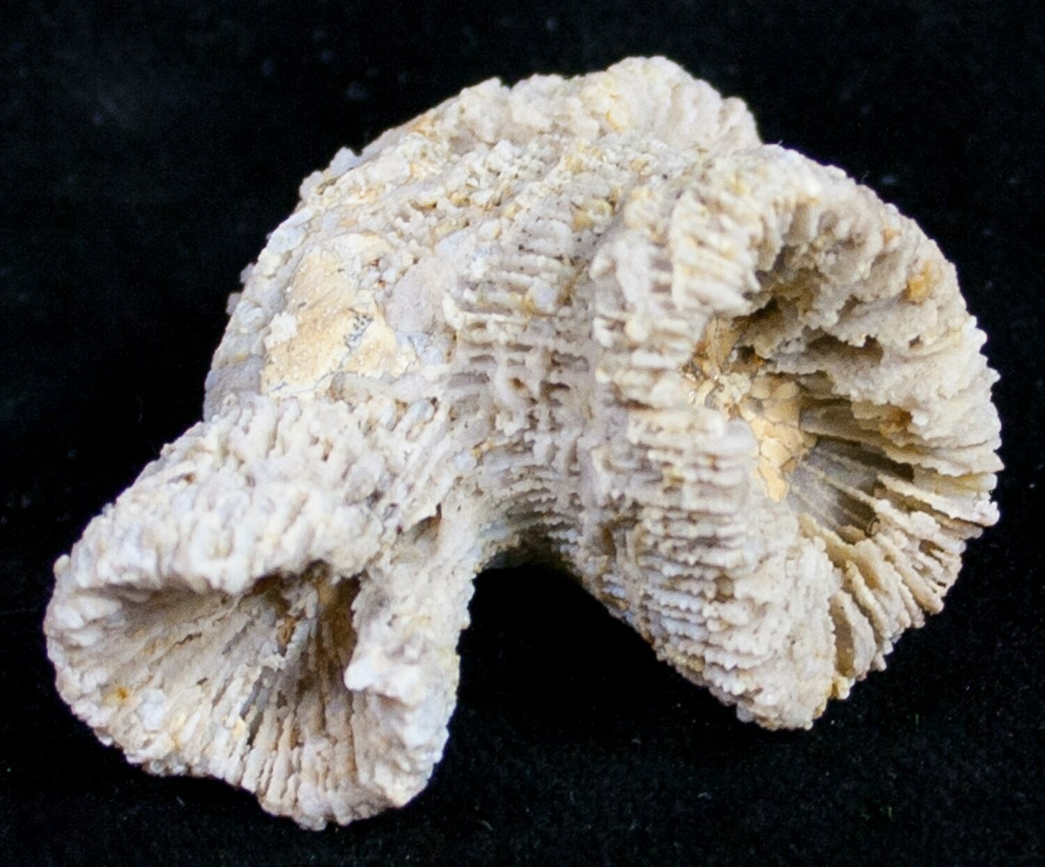 Fossil Coral Colony (Thecosmilia) - Jurassic For Sale (#9660) - FossilEra.com