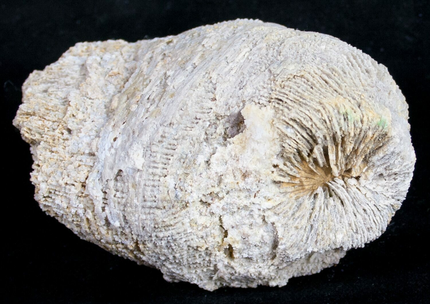 3" Fossil Coral Colony (Thecosmilia) - Jurassic For Sale (#9663) - FossilEra.com