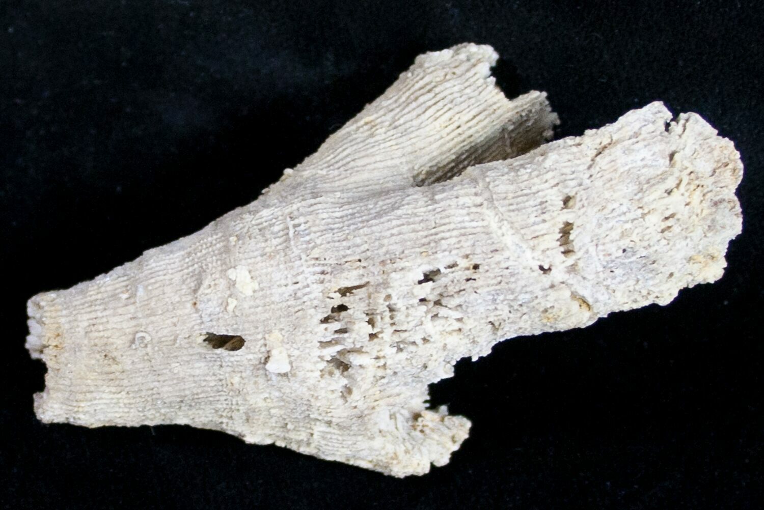 Fossil Coral Colony (Thecosmilia) - Jurassic For Sale (#9666) - FossilEra.com