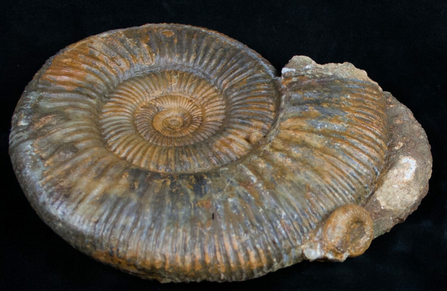 4.9" Wide Perisphinctes Ammonite - Germany For Sale (#9703) - FossilEra.com