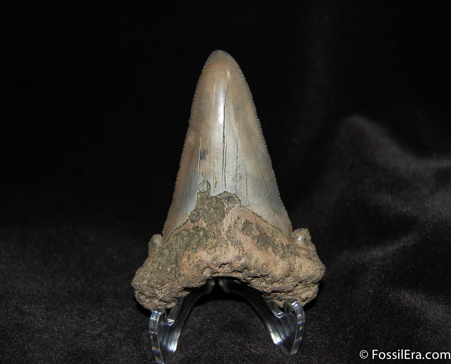Very Large Carcharocles Angustidens Fossil For Sale (#187) - FossilEra.com
