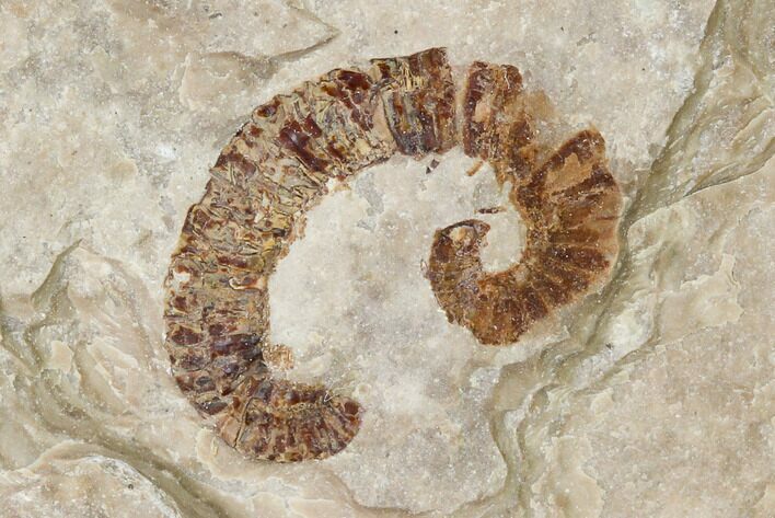 1.2" Fossil Segmented Worm - Valentine Formation, Nebraska For Sale ...